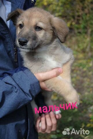 Щенок мальчик