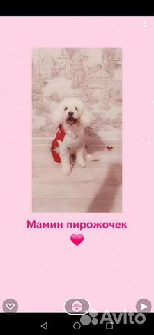 Отдам собачку в хорошие руки бесплатно, зовут умка