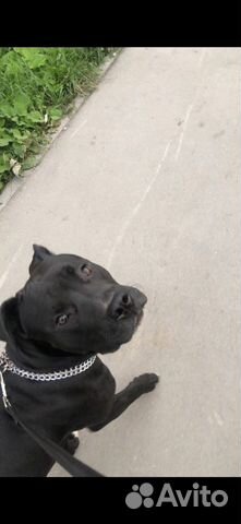 Американский стаффордширский терьер