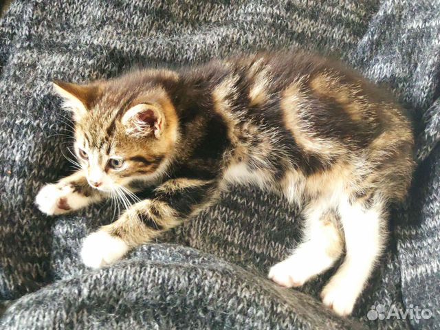 Котенок в хорошие руки