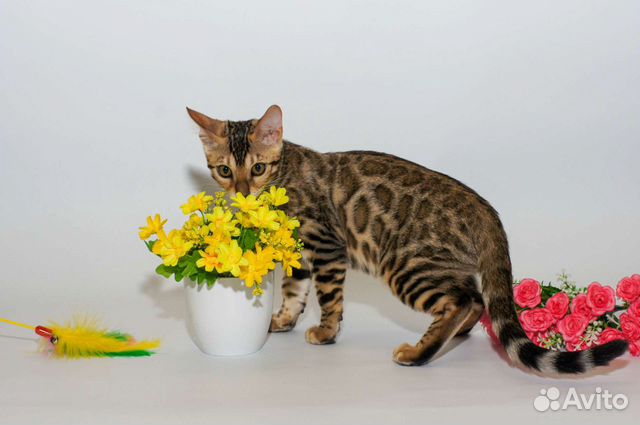 Девочка бенгалочка