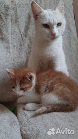Котята турецкой ангоры