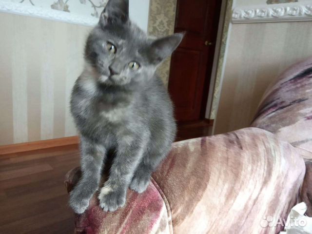 Ушастая красавица ищет дом