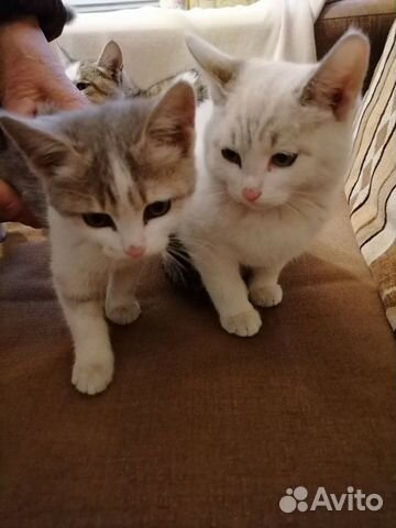 Очень красивые котятки ищут дом