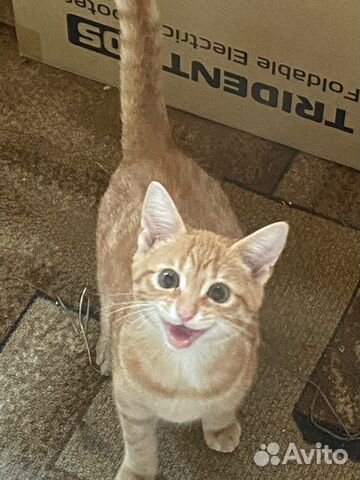 Кот