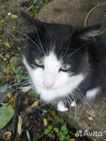 Кошки в добрые руки бесплатно