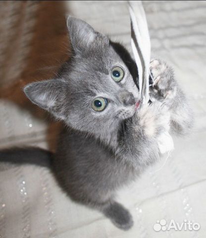 Котята 3 сыночка и лапочка дочка 2 месяца в дар