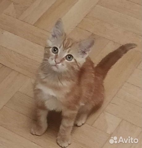 Рыжий барс бесплатно