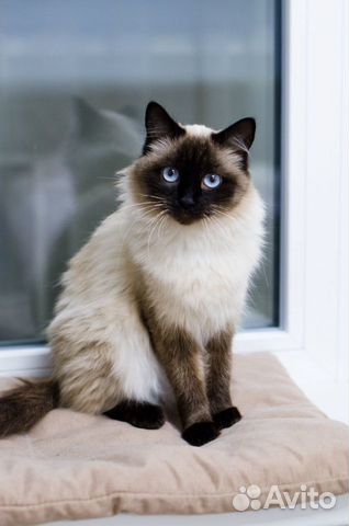 Кошечка Тоня