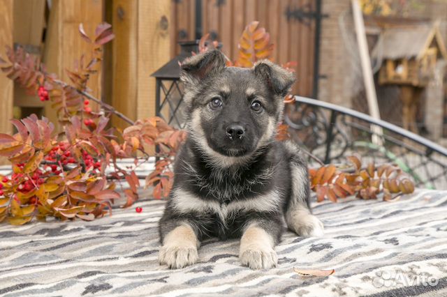 Щенок Рэм 2 мес, привит, среднего размера