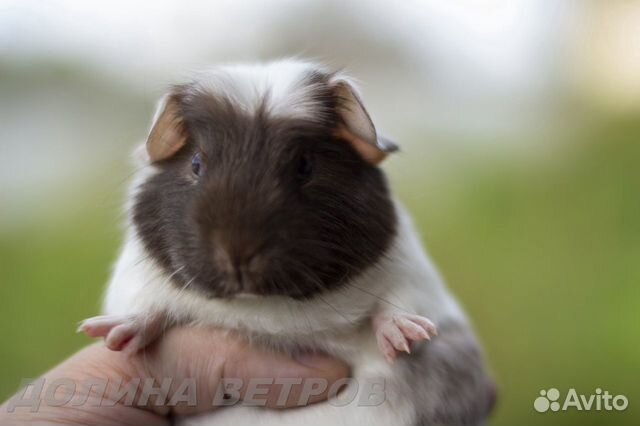 Шоколадная морская свинка девочка