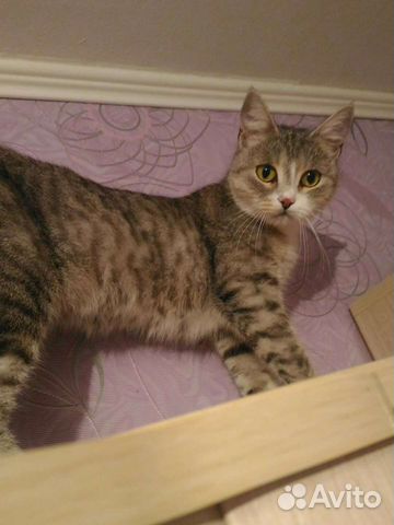 Кошка в дар
