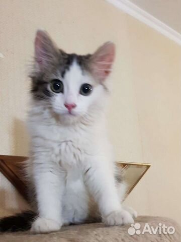 Котенок сибирская девочка Милка 2мес домашняя ручн