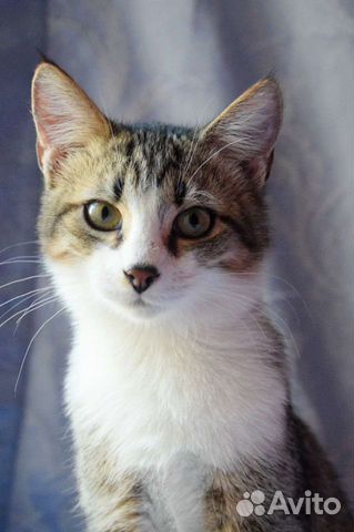 Чарли ищет дом