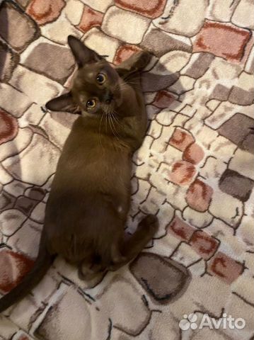 Котенок Бурма