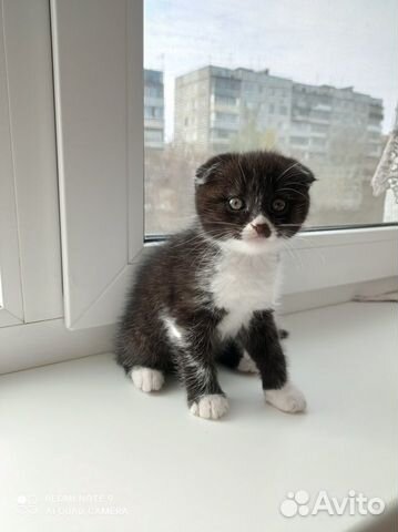 Шотландский котенок