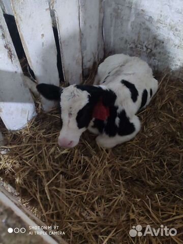 Бычки телочки