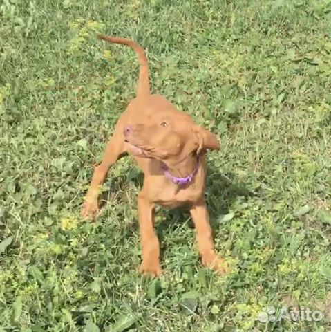 Венгерская выжла