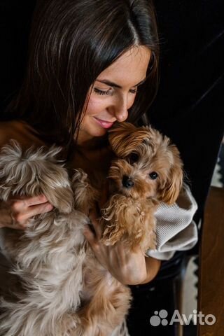 Мини мальтипу