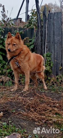 Щенки Карло-Финской лайки