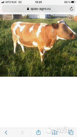 Телка 1 год 6 месяцев