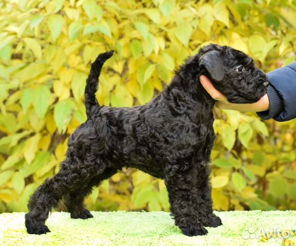 Щенок керри-блю-терьера, кобель