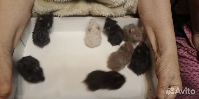 Сирийский хомяк