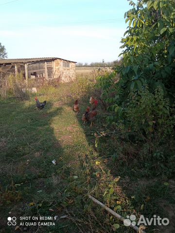 Продаю петушков молодых и кроликов молодых и нет