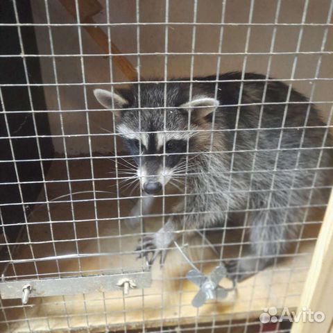 Енот полоскун