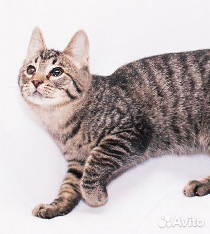 Котёнок полосатик