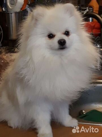 Белый Шпиц. Вязка