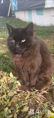 Котейка кот в дар