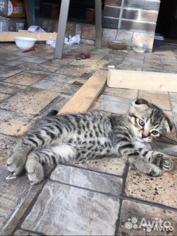 Шотландская прямоухая кошка