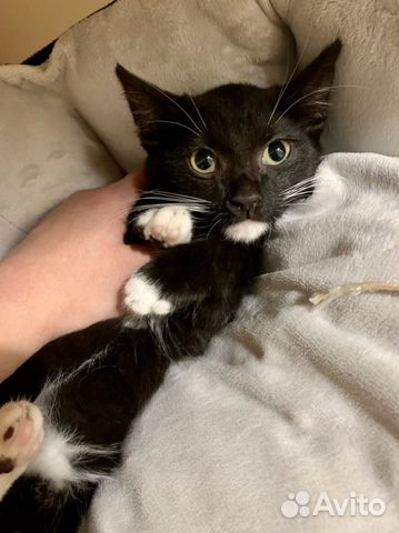 Каспер котенок в дар