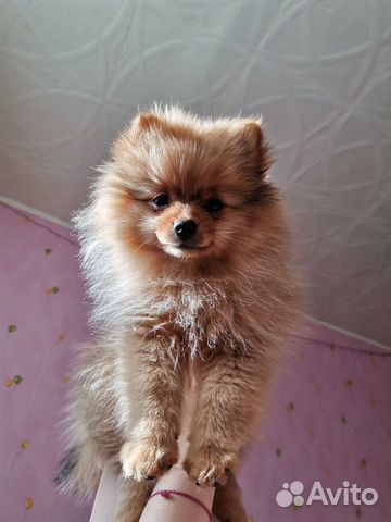 Щенки немецкого шпица Mini