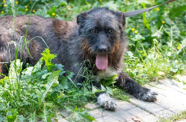 Добрая и умная Ницца ждёт семью. Лесной приют