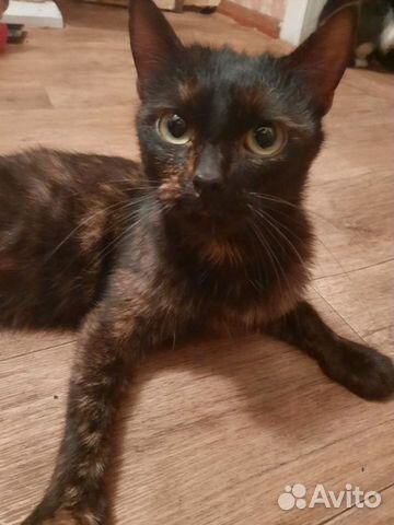 Необычная кошечка