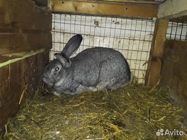 Кролик самец 1 год