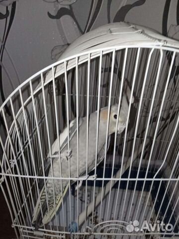 Попугай корелла с клеткой