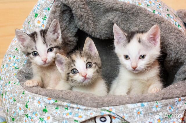 Котята 1,5 месяца