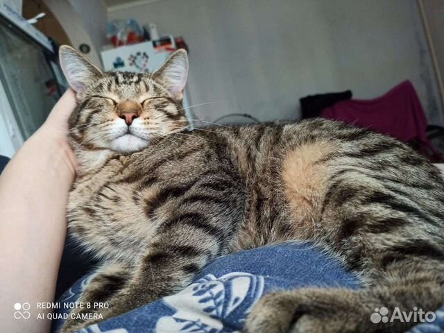 Кот на вязку