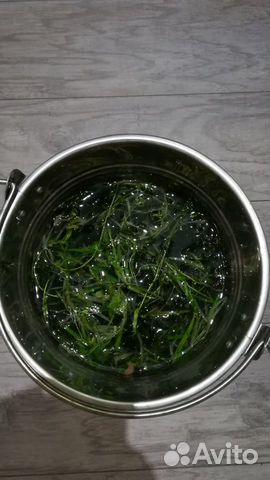 Растения аквариумные излишки