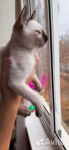 Тайские котята
