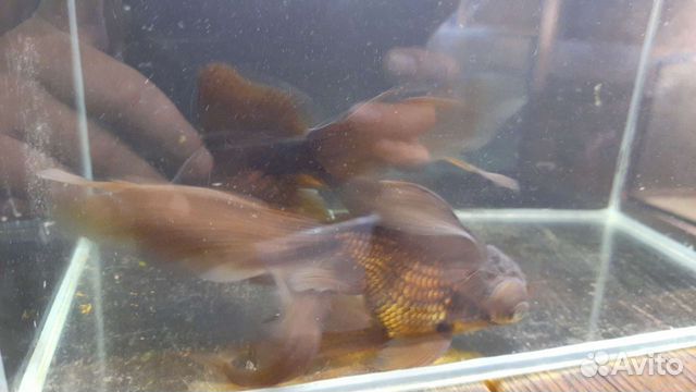 Аквариумные рыбки