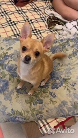 Найдена собака. Мальчик. Потерялся в центре города