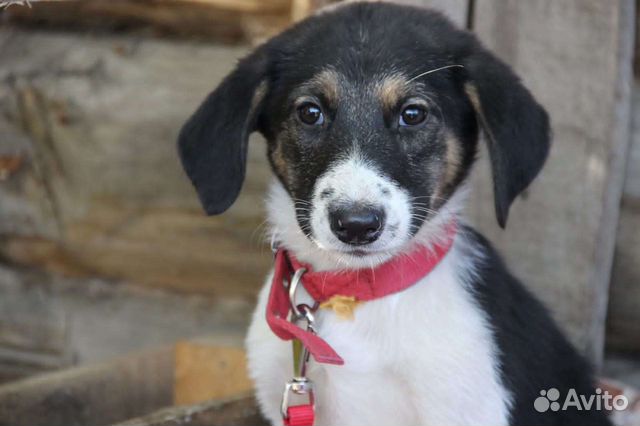 Классные щеночки