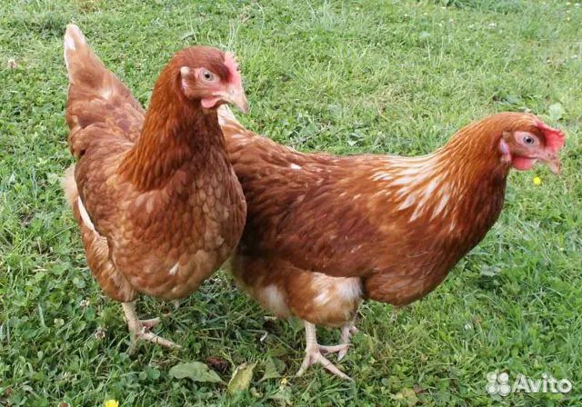 Куры несушки ломан браун