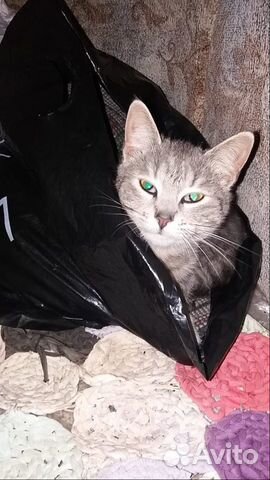 Летний котёнок