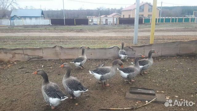 Гуси семья 5т.р