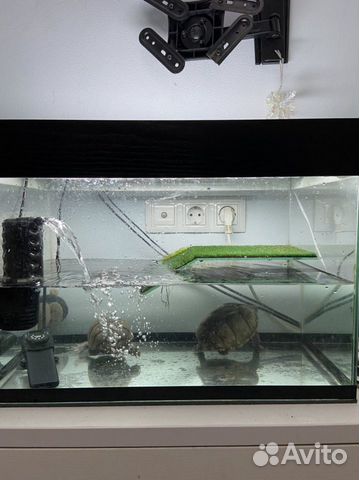 Мускусная черепаха